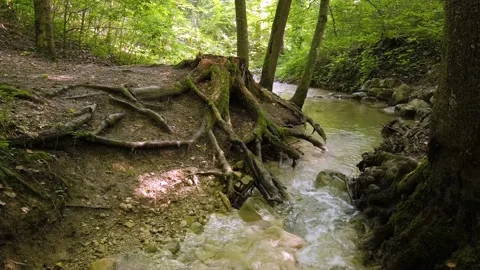 Small Trunk Stock Videos – Royalty-Free HD & 4K Videos