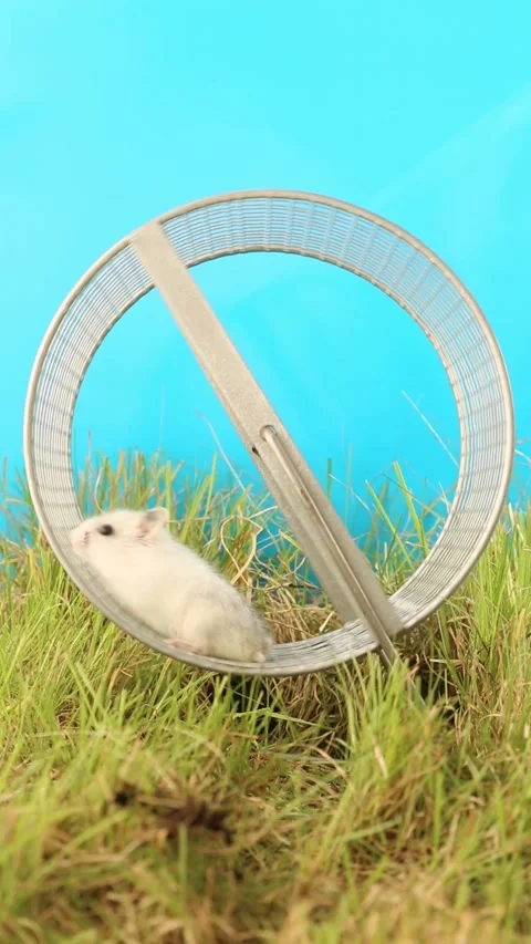 Green Ran Stock Videos – Royalty-Free HD & 4K Videos