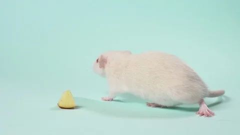 small white laboratory rat, on a blue ba... | Stock Video | Pond5