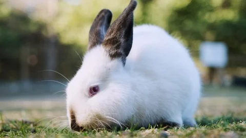 A small white rabbit with black ears on ... | Stock Video | Pond5