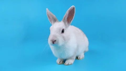White Rabbit Stock Footage ~ Royalty Free Stock Videos | Pond5