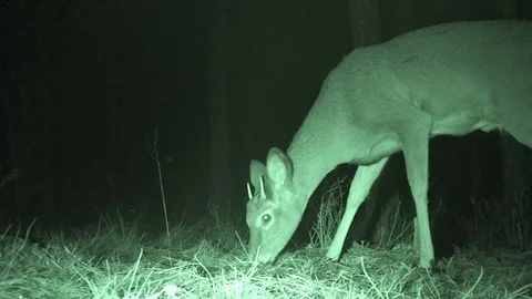 Spike Night Stock Videos – Royalty-Free HD & 4K Videos