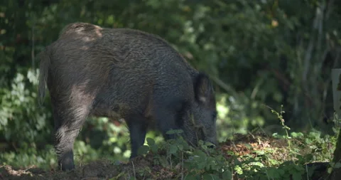 Small Wild Bush Pig Foraging fro Food in... | Stock Video | Pond5