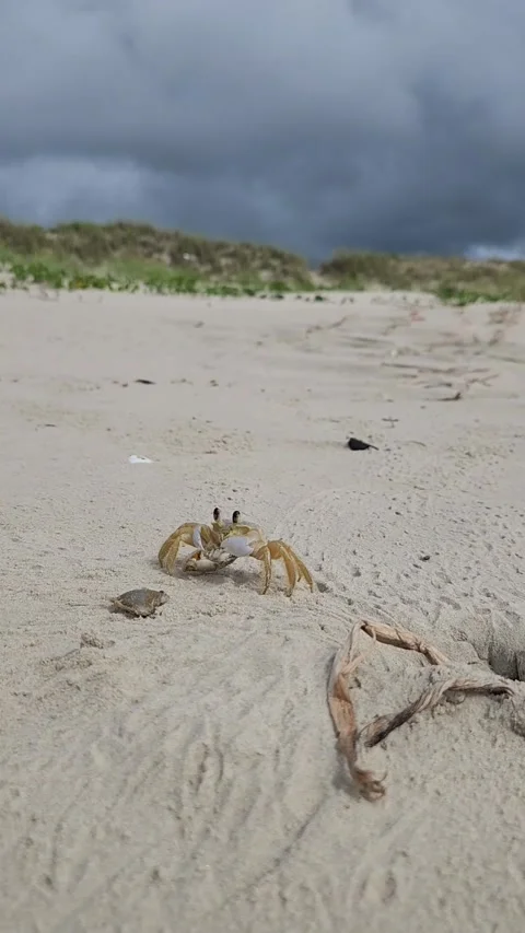 A small yellow crab eating dead Emerita ... | Stock Video | Pond5