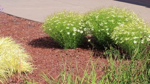 Yellow Daisy Wallpaper Stock Videos – Royalty-Free HD & 4K Videos | Pond5