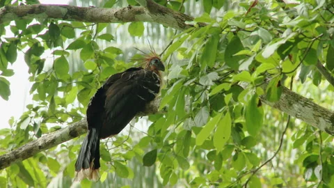 Smelly Stock Video Footage | Royalty Free Smelly Videos | Pond5
