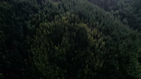 Smiley Face in Trees | Stock Video | Pond5