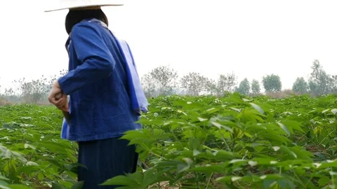 Smiling Asian female tapioca farmer | Stock Video | Pond5
