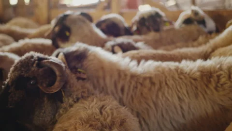 Smiling sheep filmed up close. Backgroun... | Stock Video | Pond5