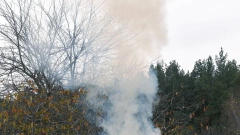 Smoke and ash on the background of a pin... | Stock Video | Pond5
