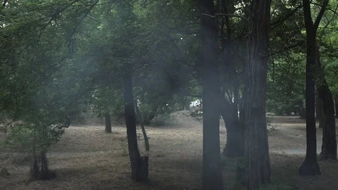 Smoke in the middle of a green forest. T... | Stock Video | Pond5