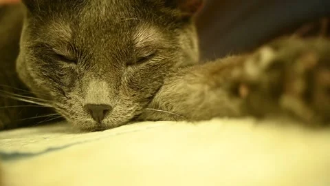 smoky cat of the British breed dozes wit... | Stock Video | Pond5