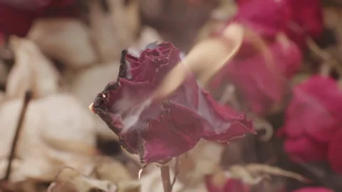 Life Symbol Stock Video Footage | Royalty Free Life Symbol Videos | Pond5