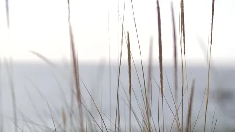 Smooth wind on planta near beach | Stock Video | Pond5