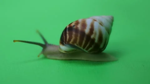 Green Screen Nature Snail Stock Video Footage | Royalty Free Green ...