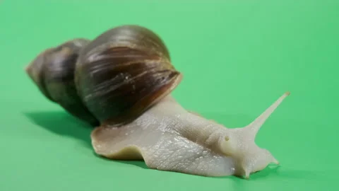 Snail crawling on green screen isolated ... | Stock Video | Pond5