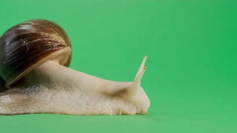 Snail crawling on green screen isolated ... | Stock Video | Pond5