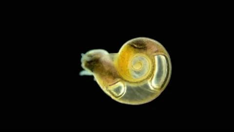 Snail Family Planorbidae under microscop... | Stock Video | Pond5