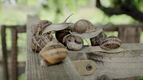 Snail farm. The process of growing snail... | Stock Video | Pond5