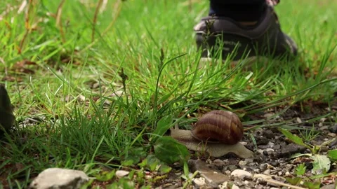 Snail getting frighten by human foot ste... | Stock Video | Pond5