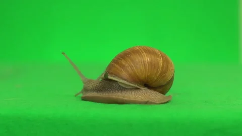 snail on a green screen | Stock Video | Pond5