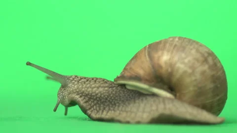 snail on green screen | Stock Video | Pond5