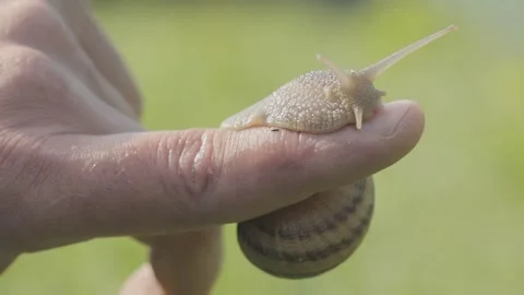 A snail on a hand close-up. A snail on a... | Stock Video | Pond5