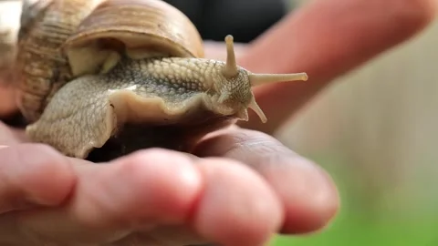 Snail on a hand close-up. Snails in the ... | Stock Video | Pond5
