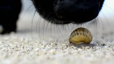 Dog Sniff Stock Video Footage | Royalty Free Dog Sniff Videos | Pond5