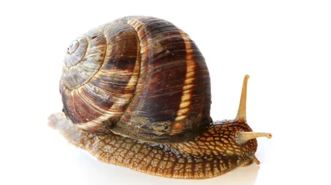 Snail Moving isolated on white | Stock Video | Pond5