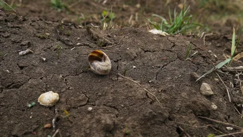 Snail shell on the ground static frame | Stock Video | Pond5