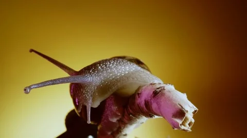 Mucis Studio Stock Videos – Royalty-Free HD & 4K Videos