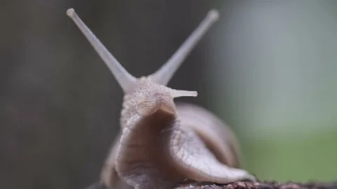 snail turning head | Stock Video | Pond5