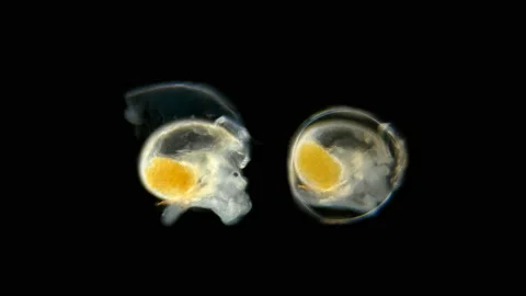 Snail. Two snails under the microscope | Stock Video | Pond5