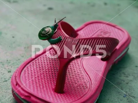 Snail water insect climbing on feet sleeper at concrete flower ...
