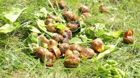 Snails. A farm for growing snails for ea... | Stock Video | Pond5