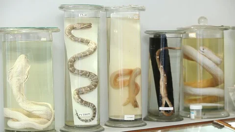 Snake Anatomy Stock Videos – Royalty-Free HD & 4K Videos