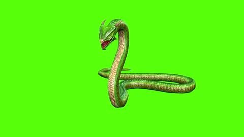 Snake Attack Green Screen Animation and ... | Stock Video | Pond5