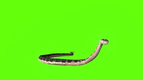 Snake attack green screen animation 3D r... | Stock Video | Pond5