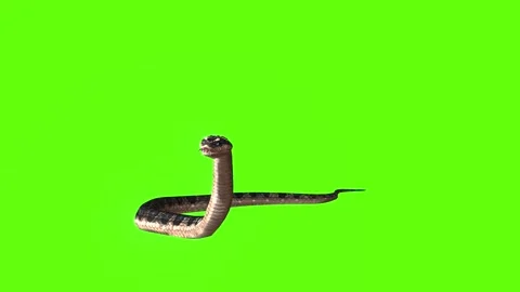 Snake Animation Stock Footage ~ Royalty Free Stock Videos | Pond5