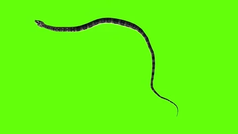 Snake attack green screen animation 3D ... | Stock Video | Pond5