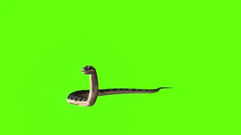 Snake attack green screen animation 3D r... | Stock Video | Pond5