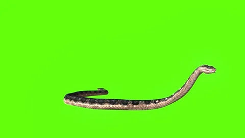 Snake attack green screen animation 3D r... | Stock Video | Pond5