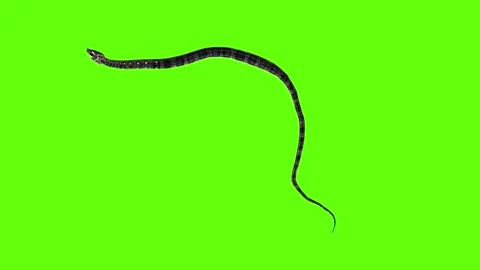 Snake attack green screen animation 3D r... | Stock Video | Pond5