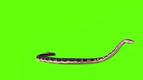 Snake attack green screen animation 3D r... | Stock Video | Pond5