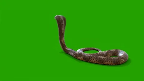 Snake Bite Screen Stock Footage ~ Royalty Free Stock Videos | Pond5