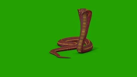 Snake Bite Screen Stock Footage ~ Royalty Free Stock Videos | Pond5