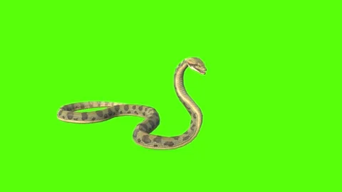 Snake Bite Green Screen Animation and 3D... | Stock Video | Pond5