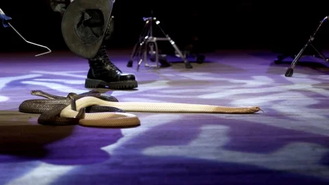 Snake charmer in circus. Action. Close-u... | Stock Video | Pond5
