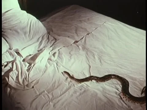 Snake In Bed Stock Videos – Royalty-Free HD & 4K Videos